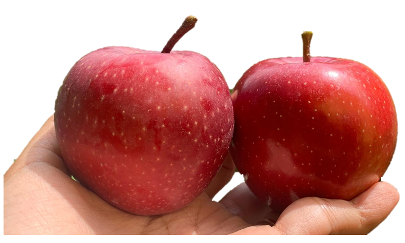 Apples – Himalayan Snow Apple
