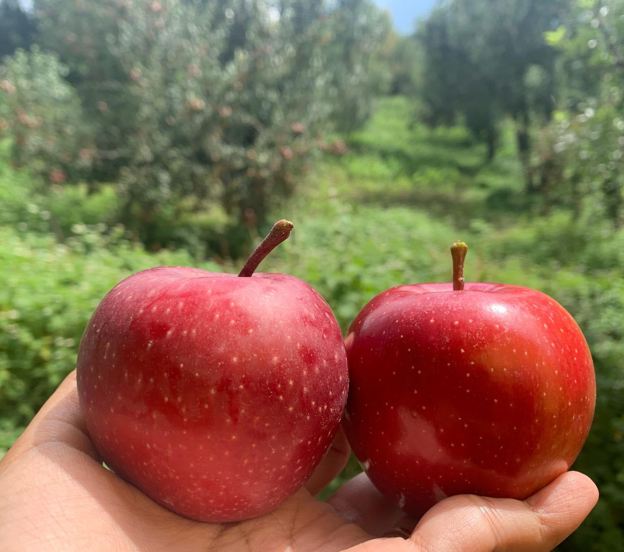 Himalayan Snow Apple