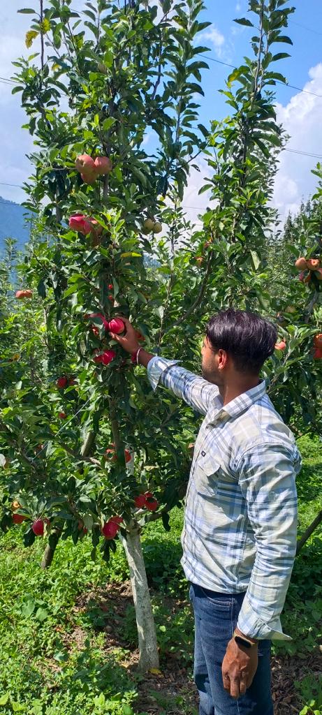 Himalayan Snow Apple