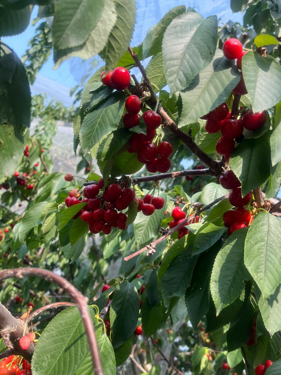 Pre Book Himalayan Cherry – Himalayan Snow Apple
