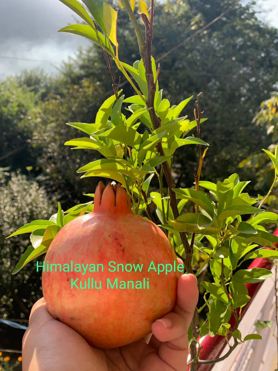 Himalayan Snow Apple