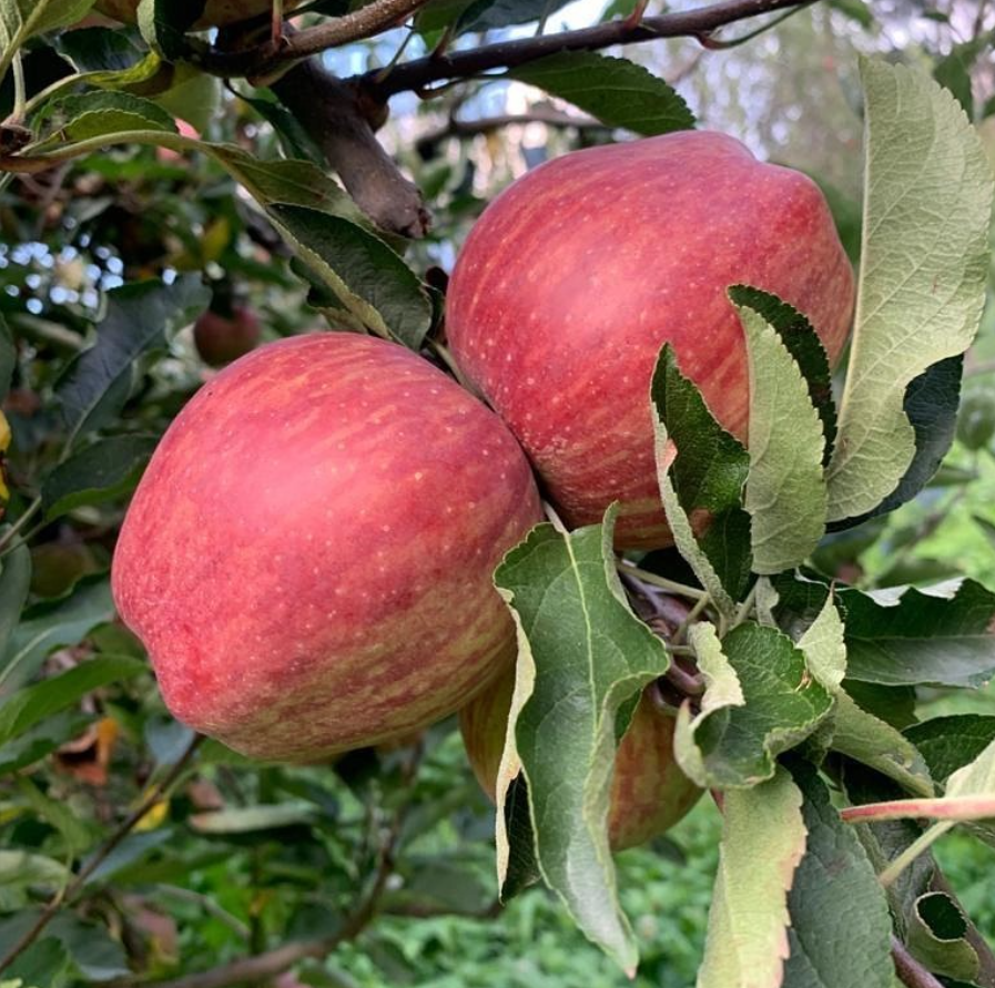 Himalayan Snow Apple